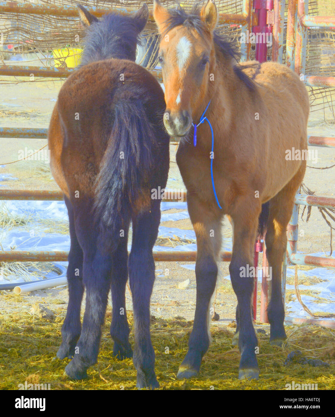 Wild horses from Water Canyon in Nevada were available for adoption on ...