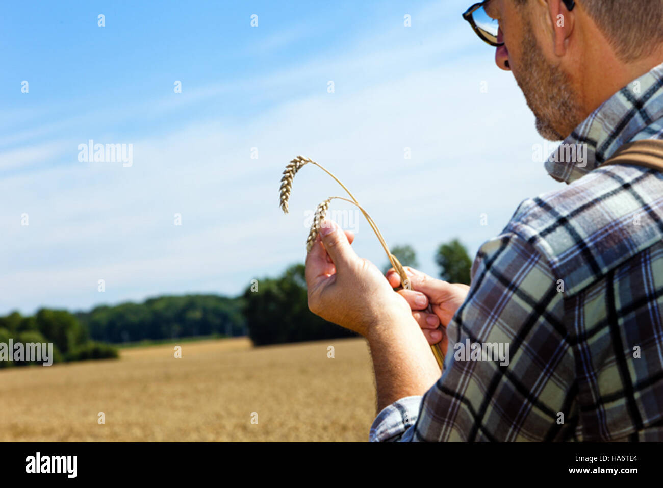A farmer inspects a wheat field, assessing the growth and health of the ...