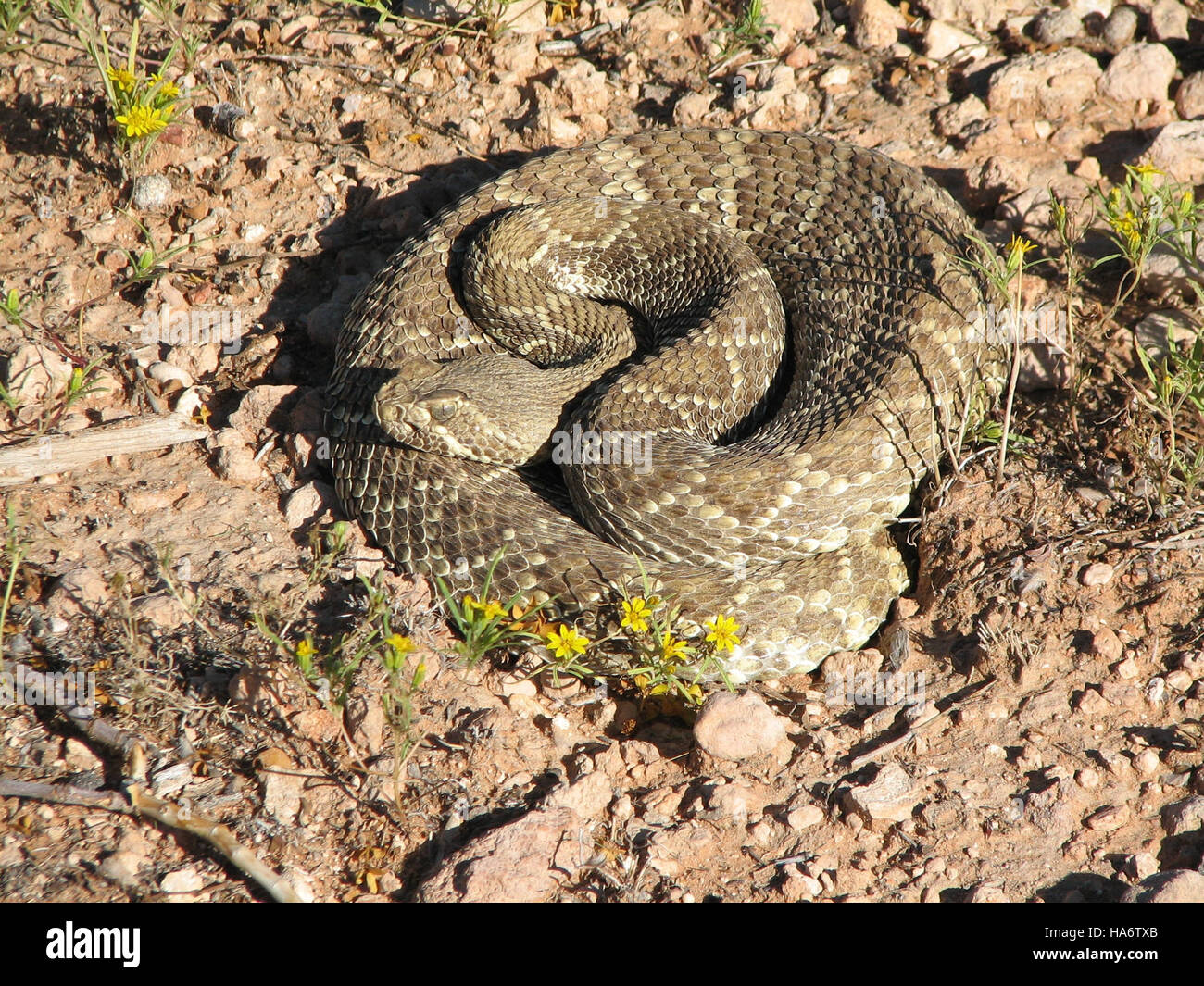 blmnevada 24744954659 Mojave rattlesnake Stock Photo - Alamy