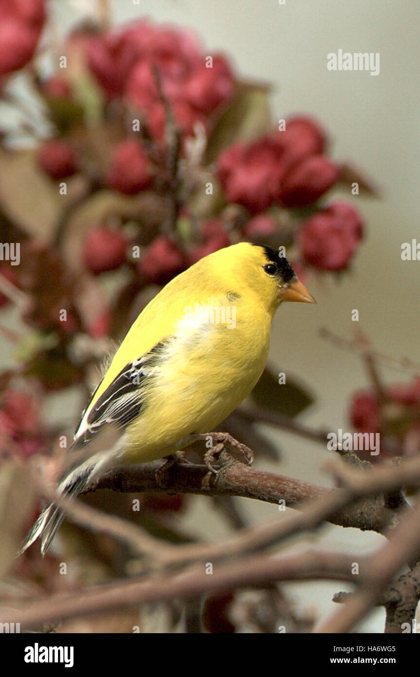 Adult male american goldfinch hi-res stock photography and images - Alamy