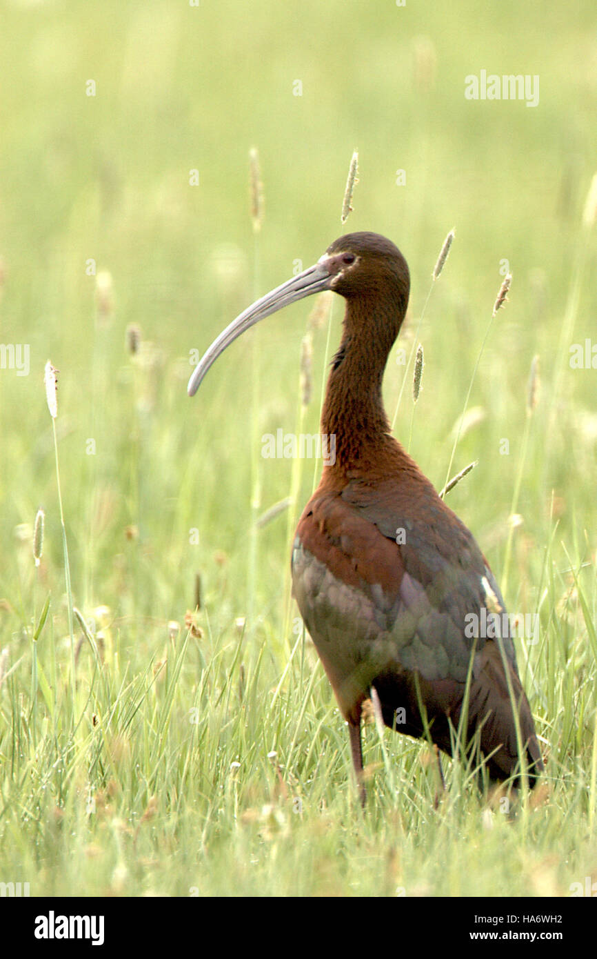 The White-faced Ibis, observed in Malheur National Wildlife Refuge, is ...