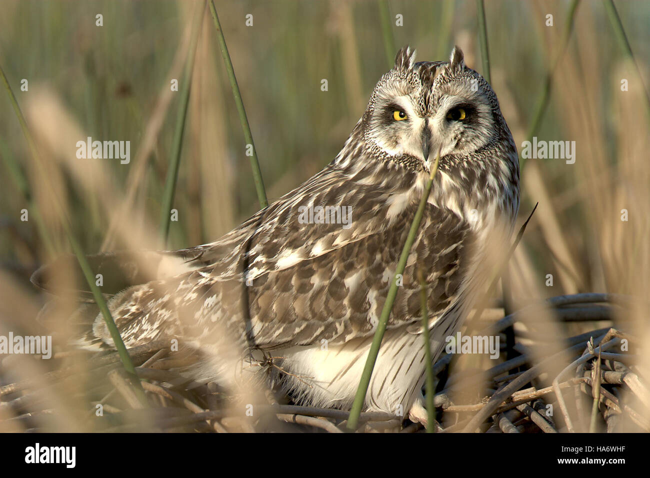 This image depicts a Short-eared Owl at Malheur National Wildlife ...