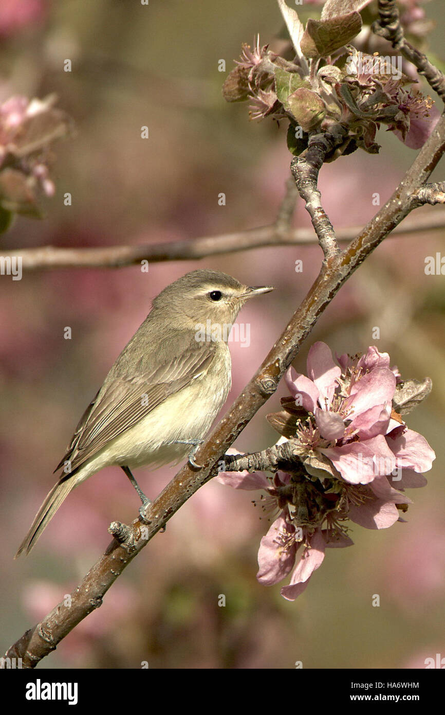 The Warbling Vireo, a species of bird, observed in Malheur National ...