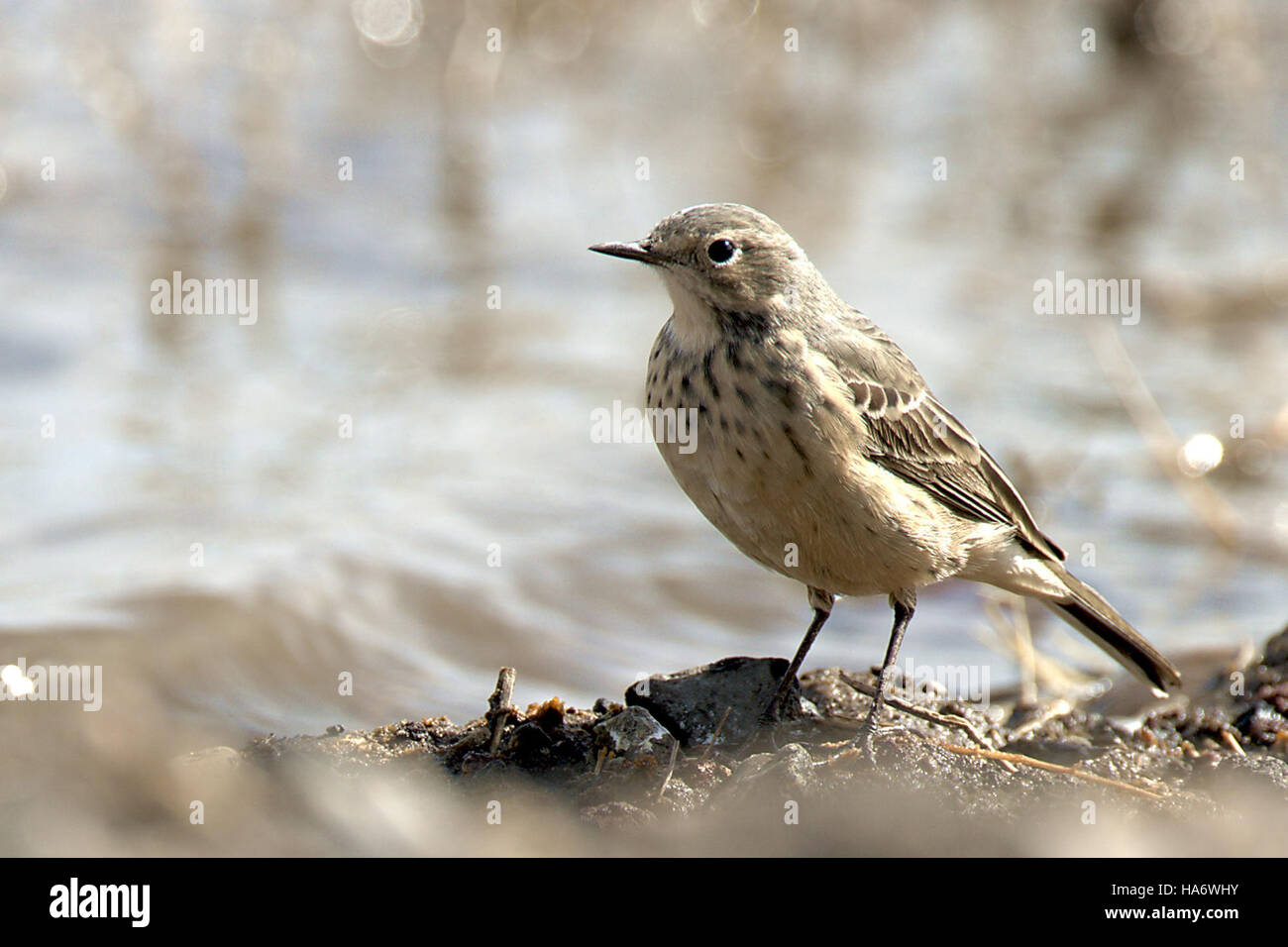 The American Pipit, a migratory bird species, is observed at Malheur ...