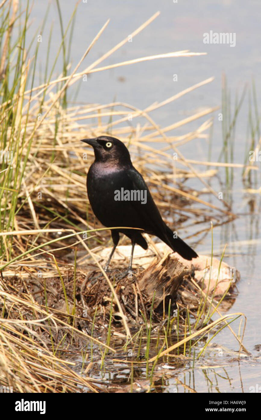 The Brewers Blackbird An Adult Male Is Photographed At The Malheur