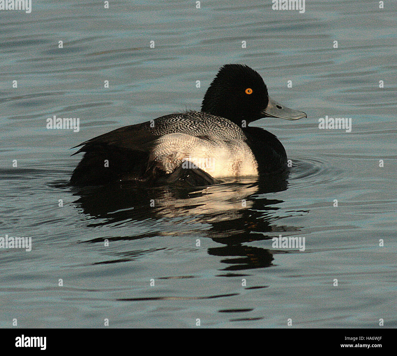 The Lesser Scaup, a migratory duck species, is observed in the Malheur ...
