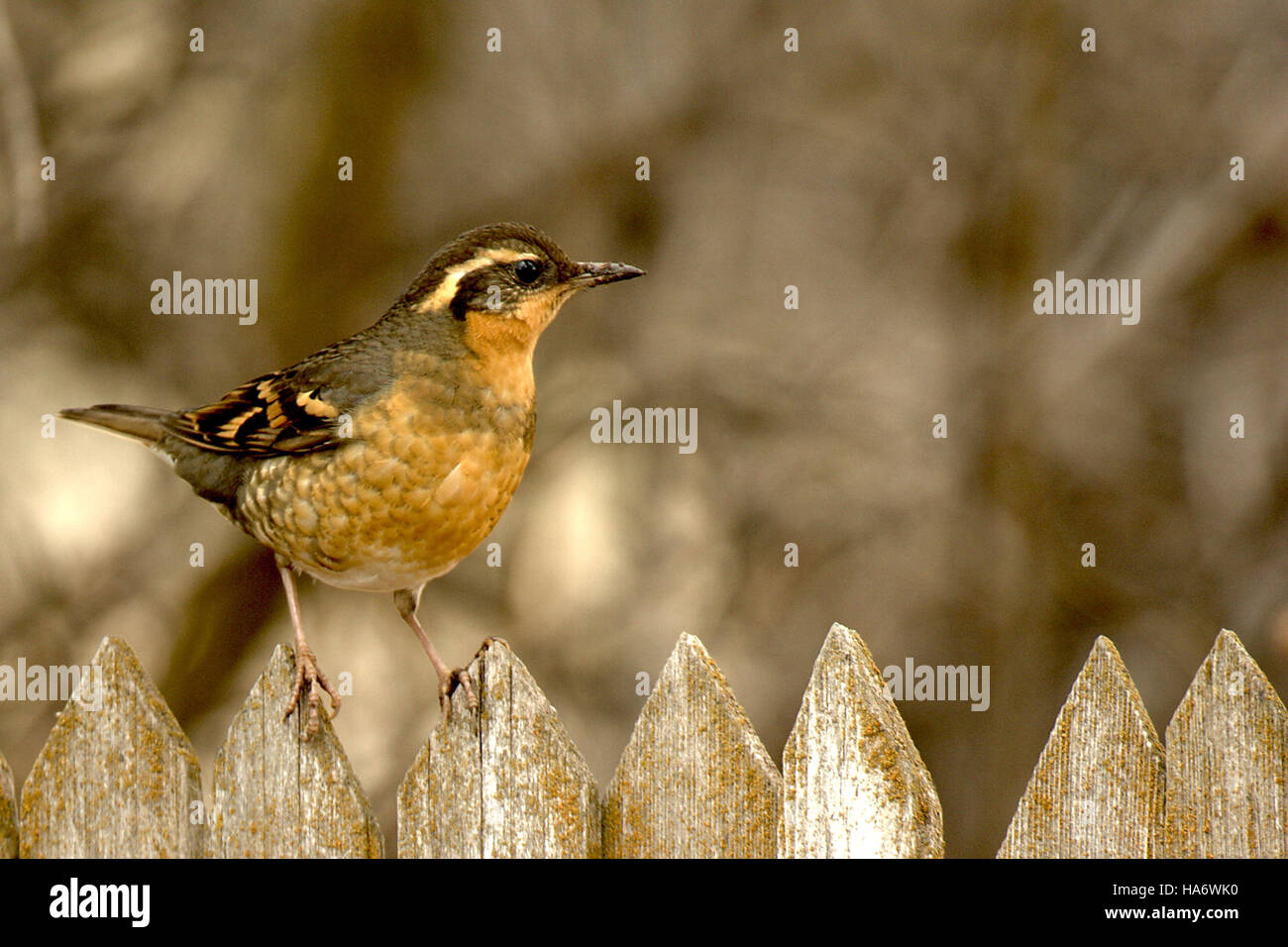 The Varied Thrush, a species found in the Malheur National Wildlife ...