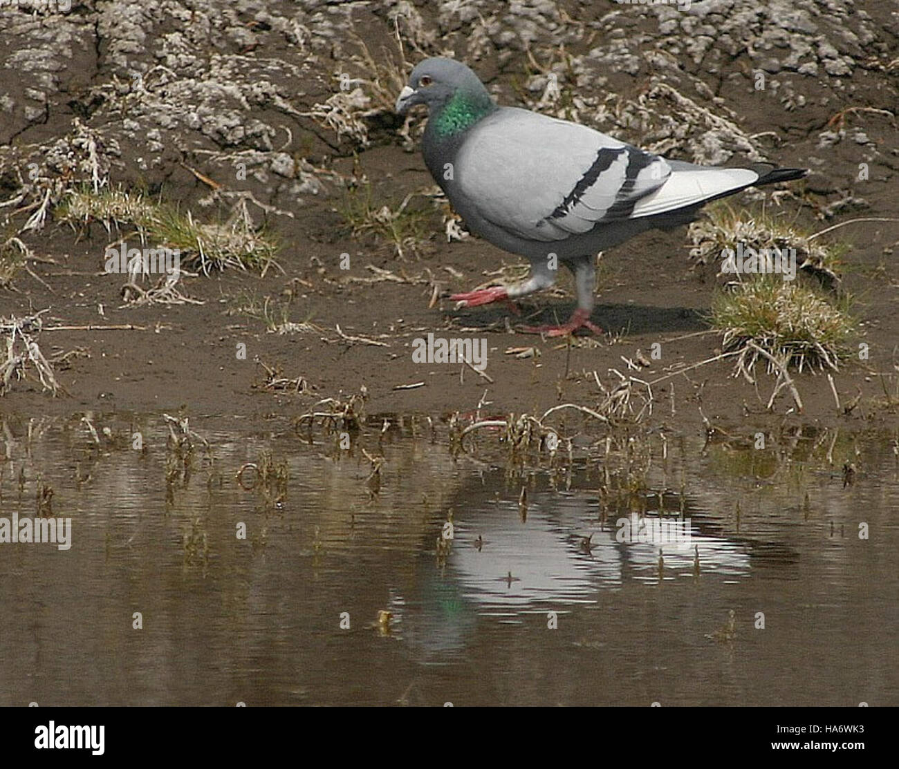 A photo of a Rock Pigeon in Malheur National Wildlife Refuge ...