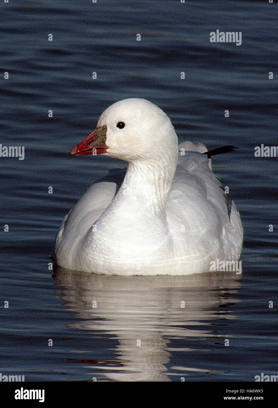 malheur nwr 4640214542 Ross's Goose Stock Photo - Alamy