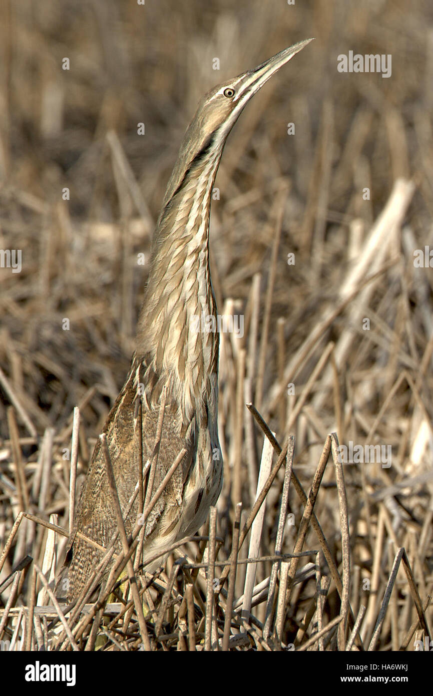 An American Bittern, a rare bird species, is spotted at Malheur ...