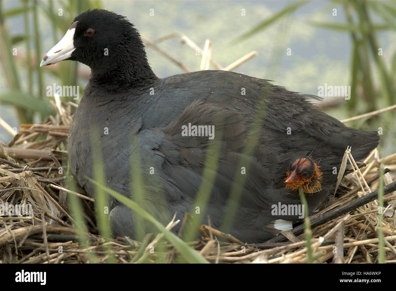 American coot nest hi-res stock photography and images - Alamy