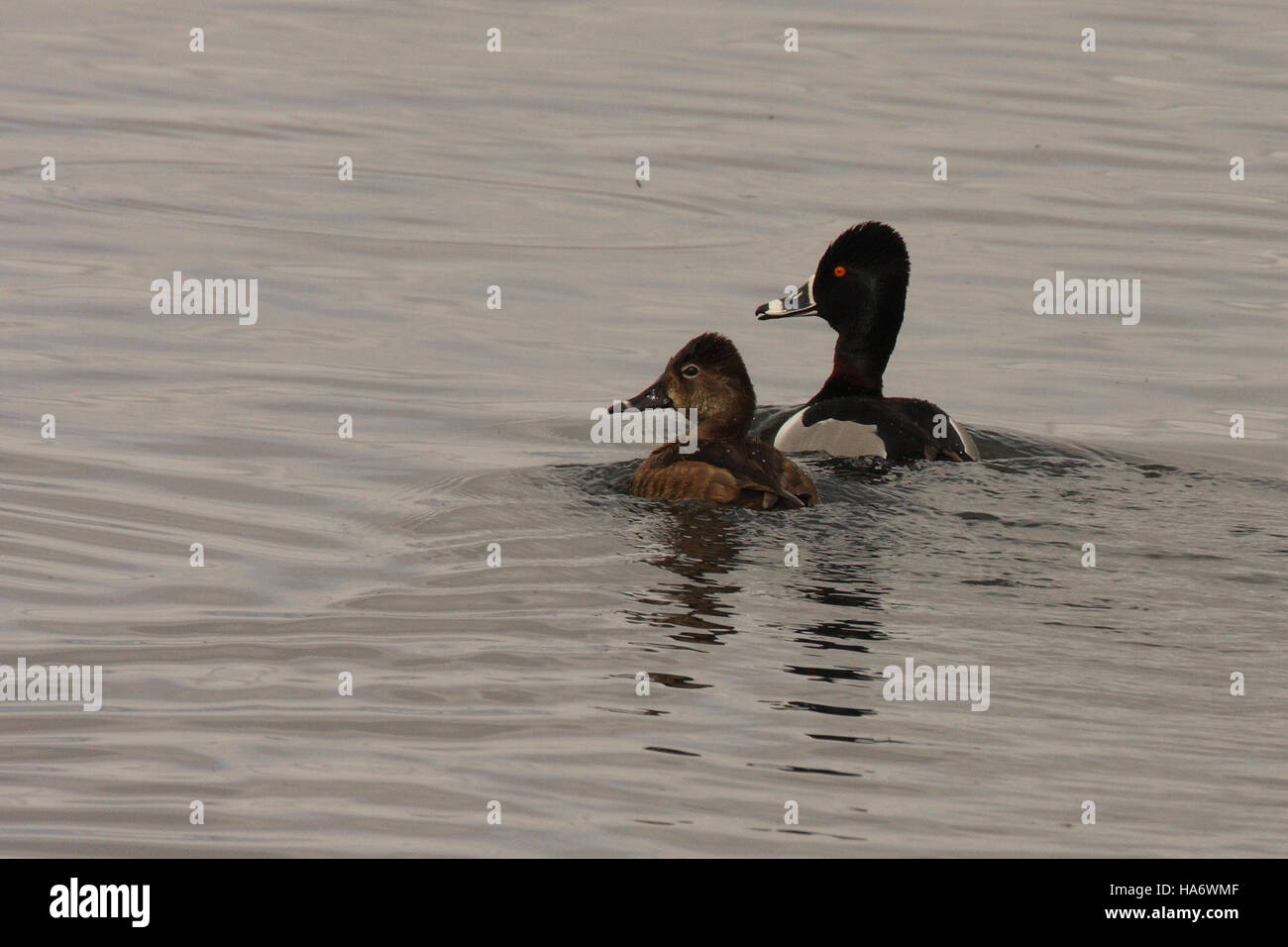 Ring-necked Duck pair observed at Malheur National Wildlife Refuge, an ...