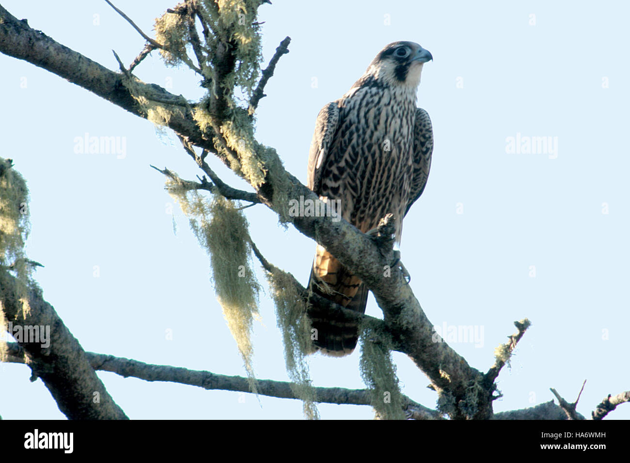 A subadult Peregrine Falcon is spotted at Malheur National Wildlife ...