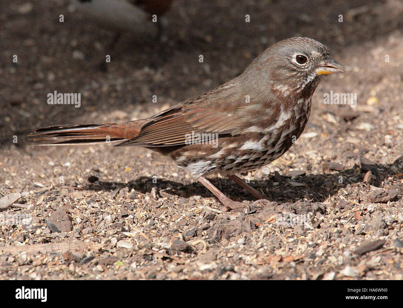 A Fox Sparrow observed at Malheur National Wildlife Refuge, known for ...