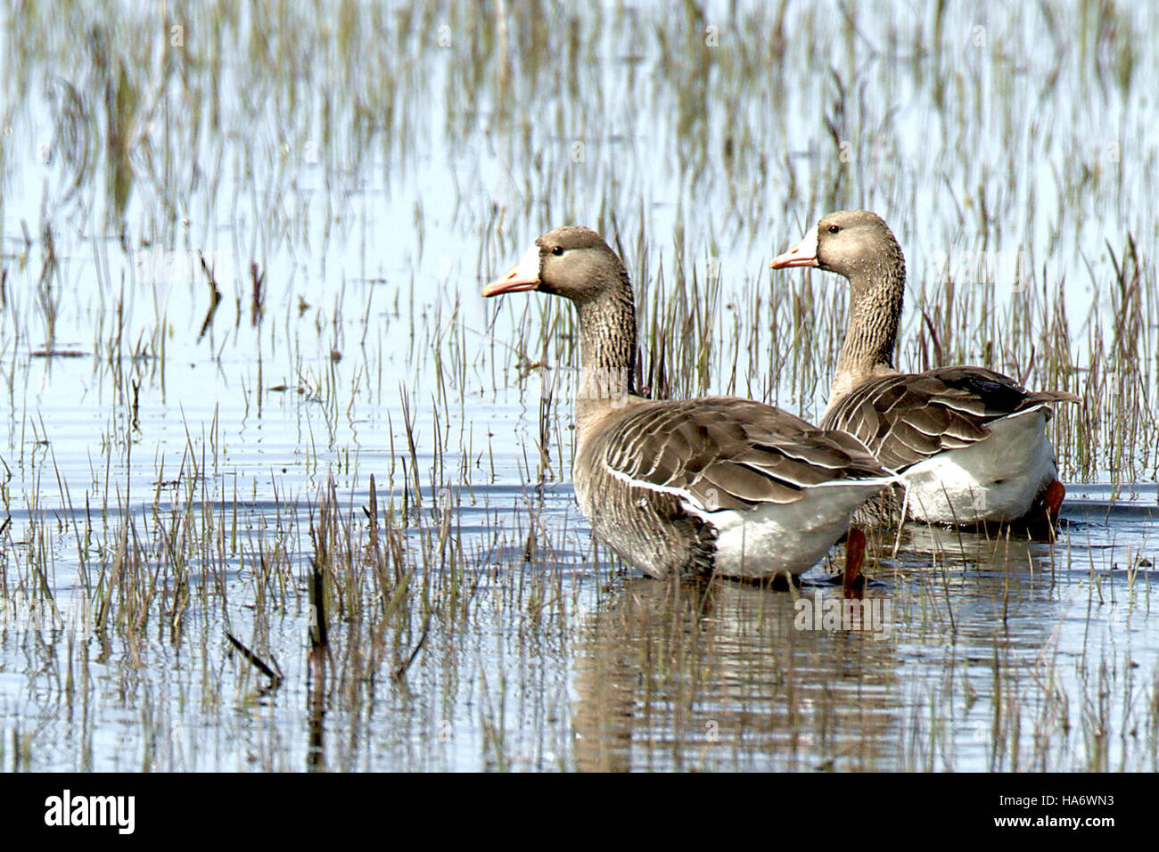 The Greater White-fronted Goose pair at Malheur National Wildlife ...
