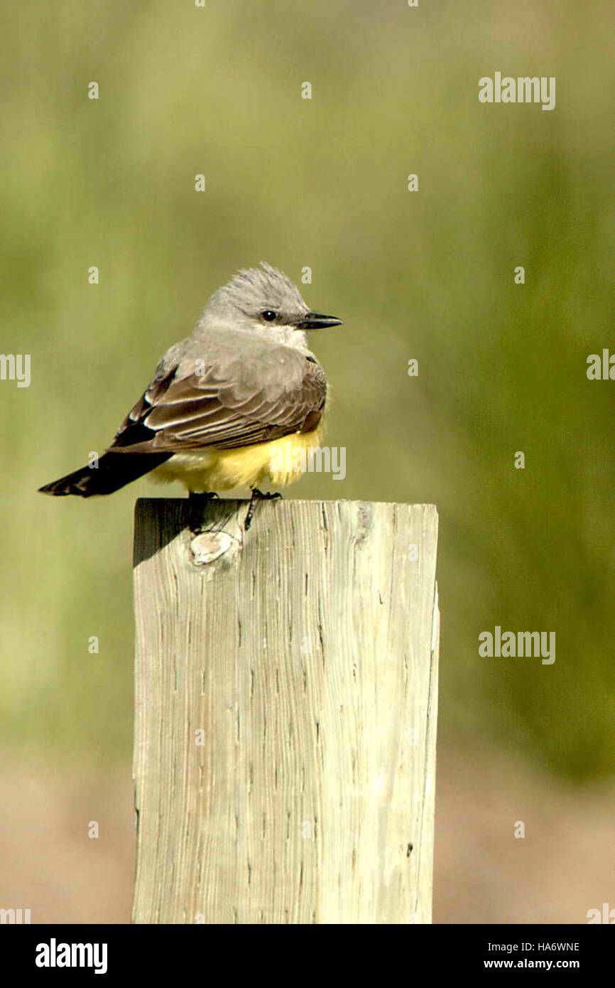 A Western Kingbird perches on a branch in Malheur National Wildlife ...