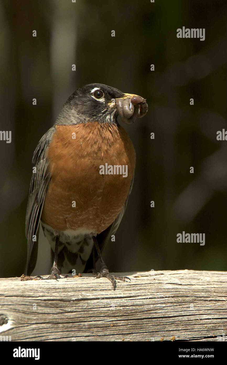 An American Robin at Malheur National Wildlife Refuge, a key site for ...