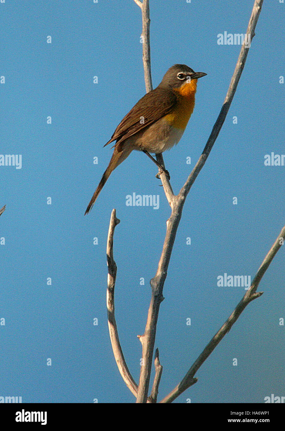 The Yellow-breasted Chat is a vibrant songbird found in Malheur ...