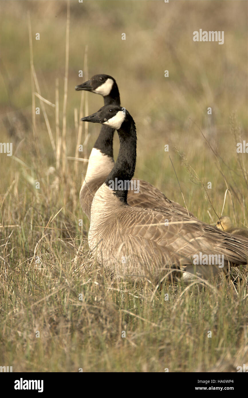 Canada Geese at Malheur National Wildlife Refuge in Oregon, a vital ...