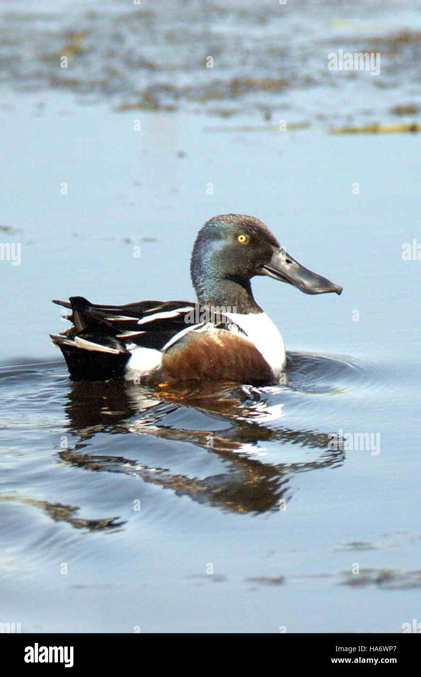 The image depicts a Northern Shoveler Drake, a species of duck ...
