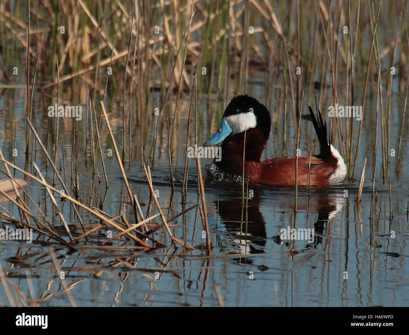 A Ruddy Duck Drake is observed at the Malheur National Wildlife Refuge ...