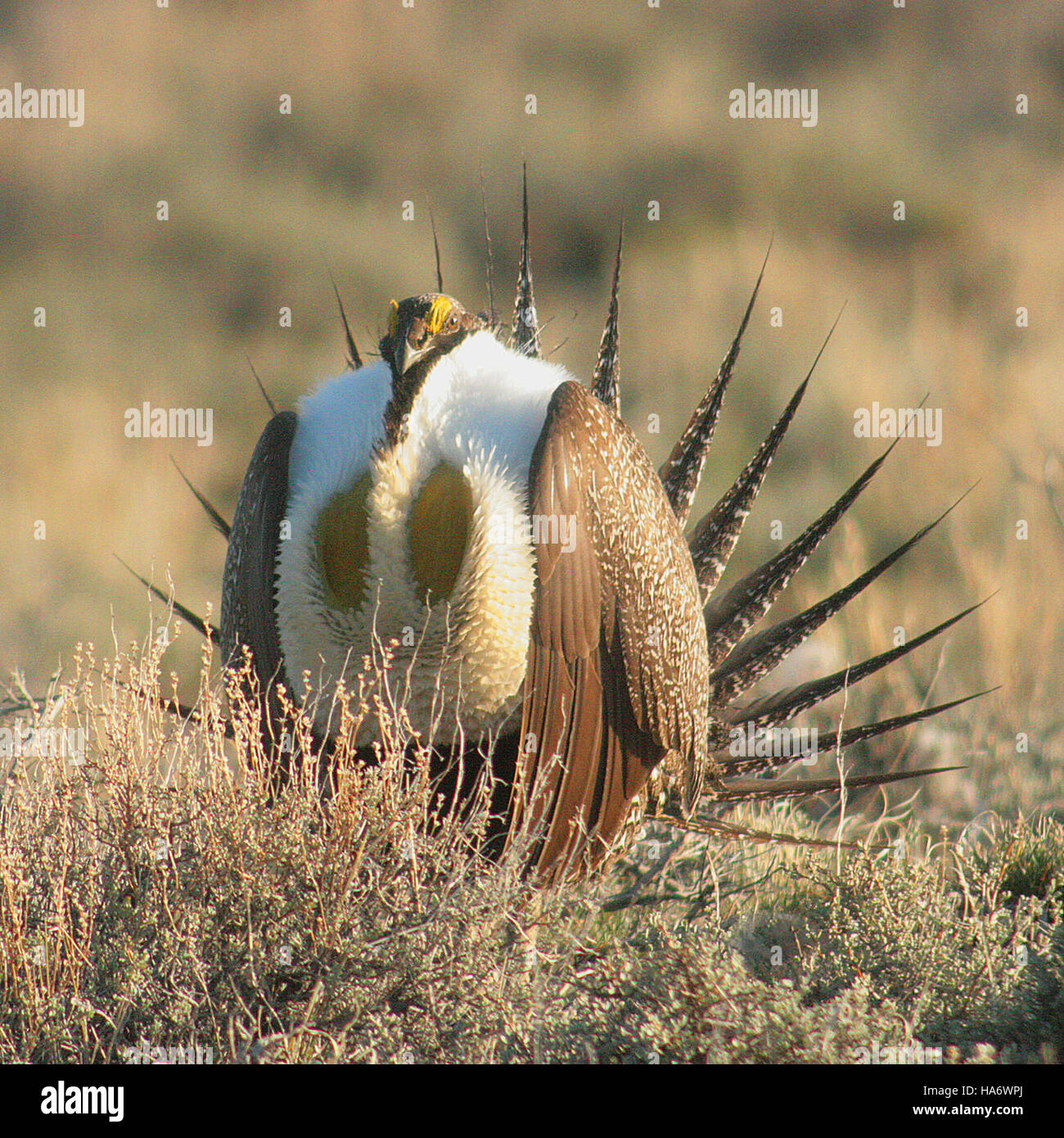 A male Greater Sage Grouse, an important species in the Malheur ...