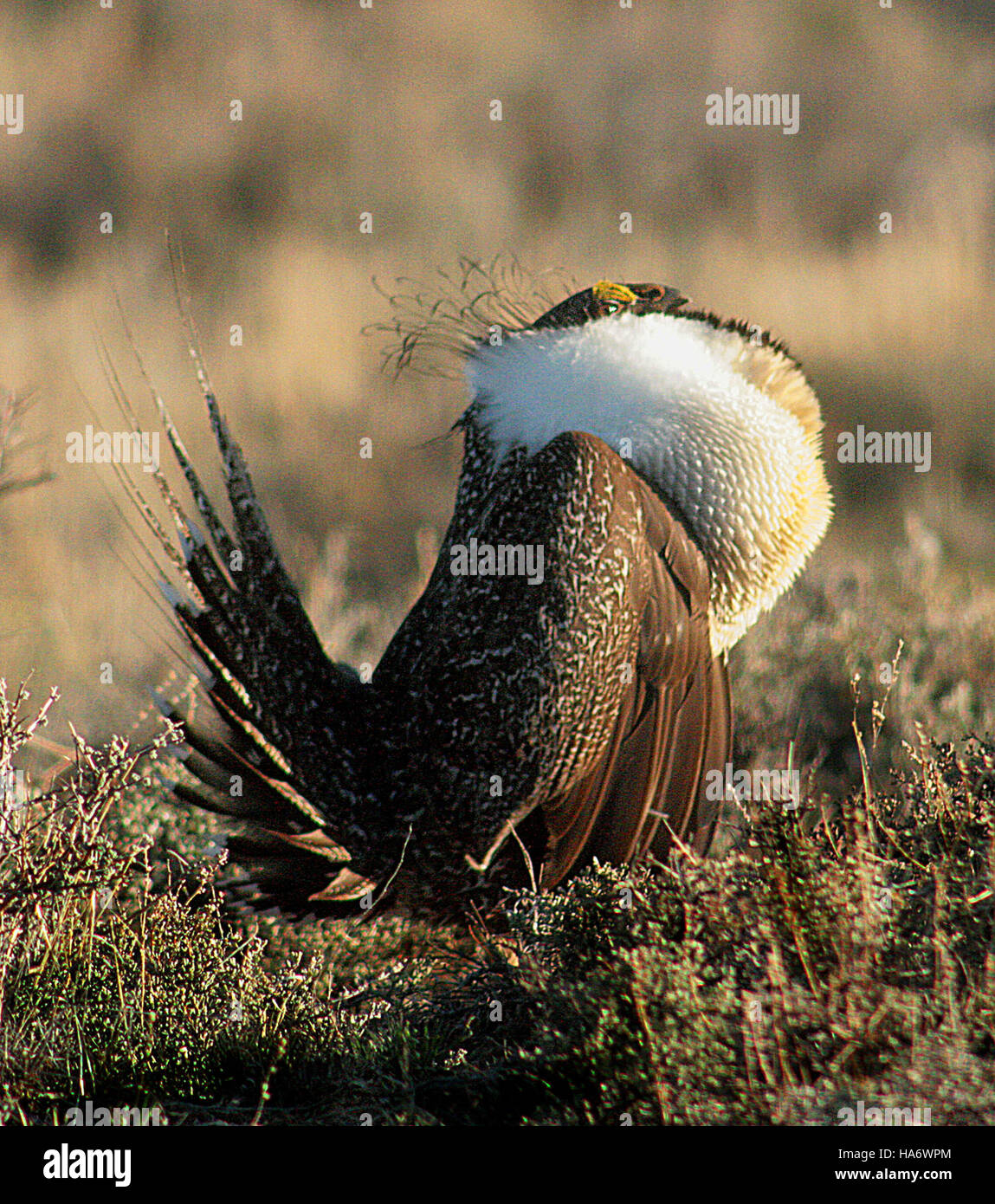 A Greater Sage Grouse performs its mating display at Malheur National ...
