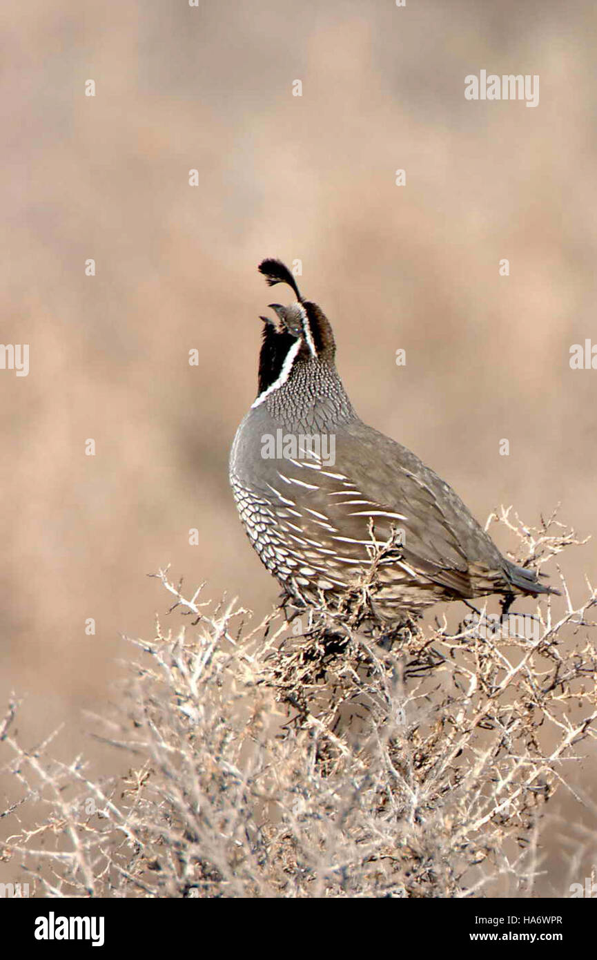 A California Quail in Malheur National Wildlife Refuge, captured in its ...