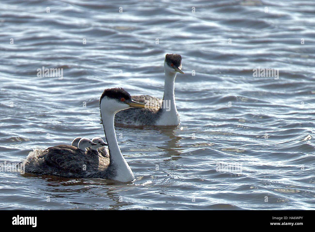 Western Grebes with chicks are seen at Malheur National Wildlife Refuge ...