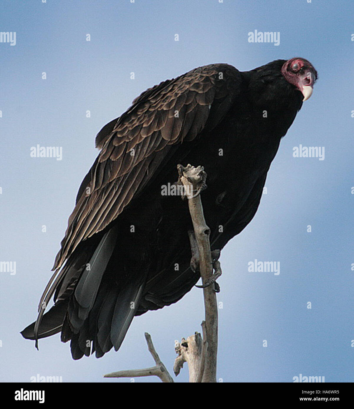 The Turkey Vulture is a common bird species observed at Malheur ...