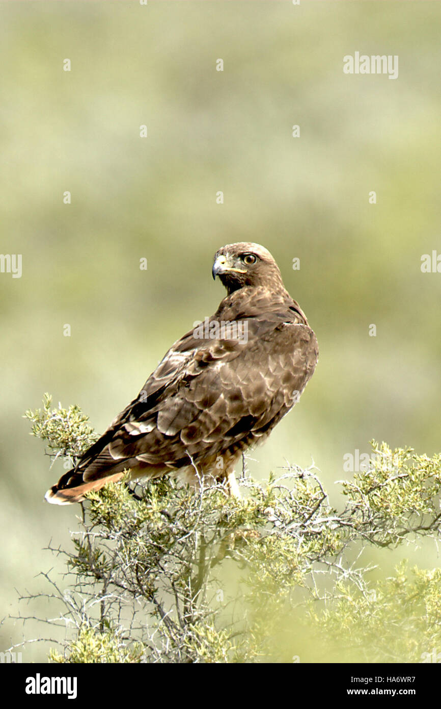 A Red-tailed Hawk is perched in Malheur National Wildlife Refuge. This ...