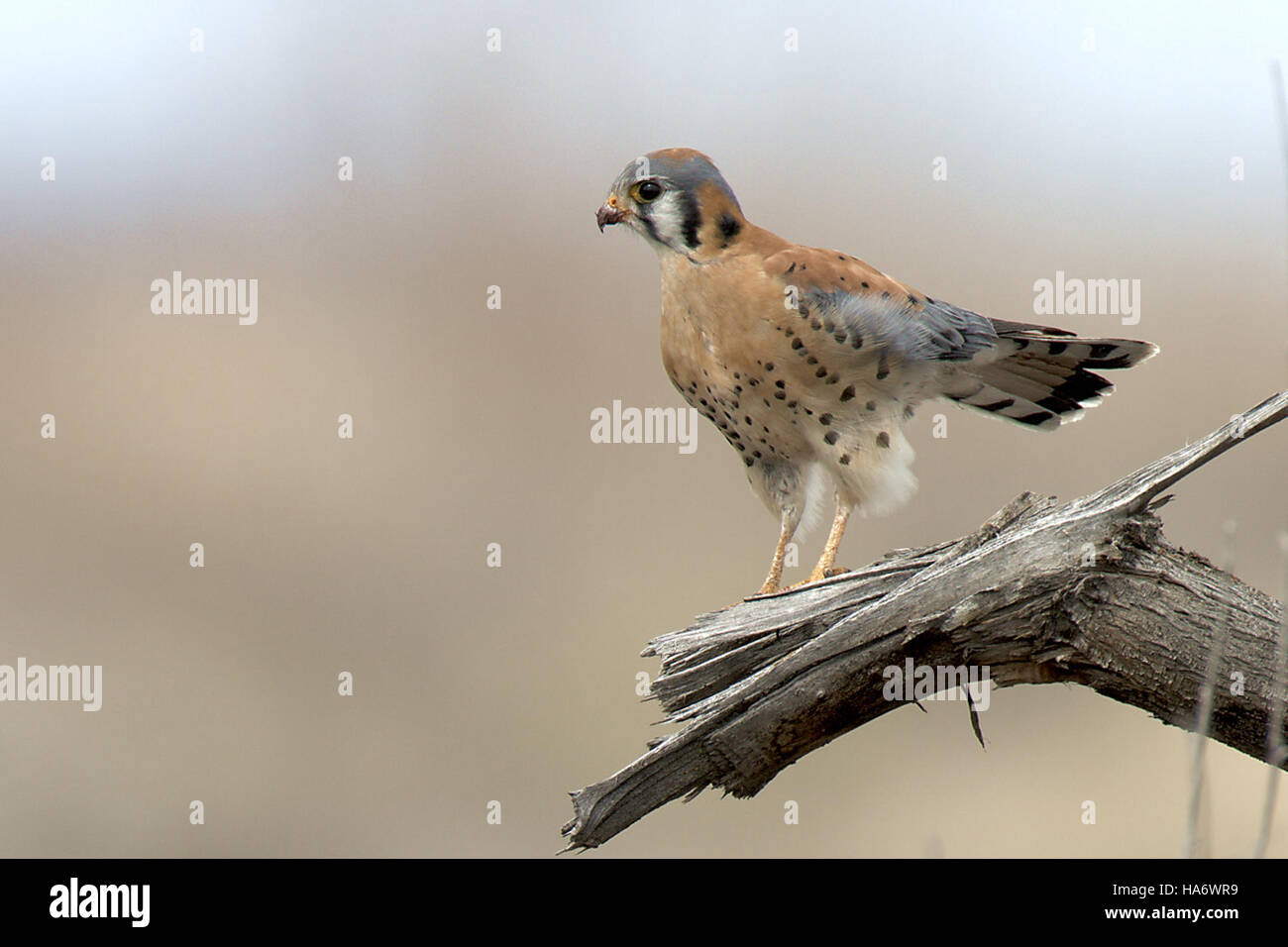 The American Kestrel, a small falcon, is a key species in the Malheur ...