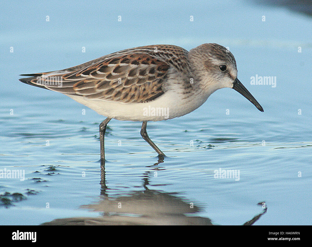 The Western Sandpiper is a key species at Malheur National Wildlife ...