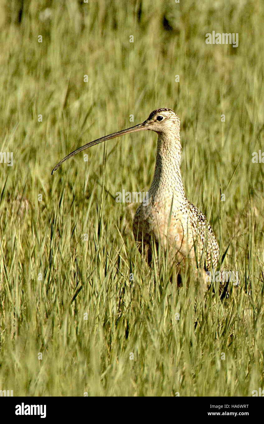 The Long-billed Curlew is a migratory bird species found at Malheur ...