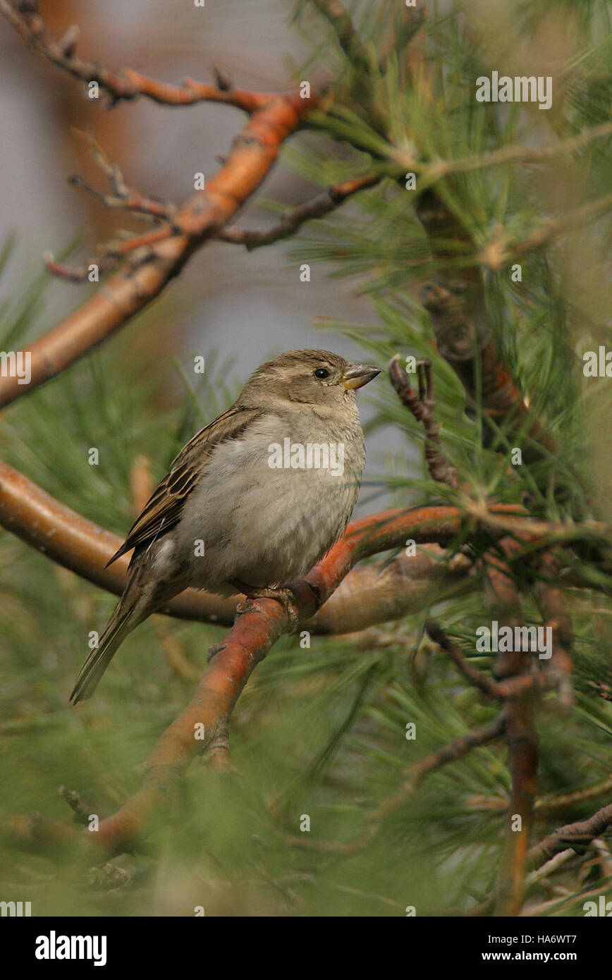 A female House Sparrow observed at Malheur National Wildlife Refuge ...