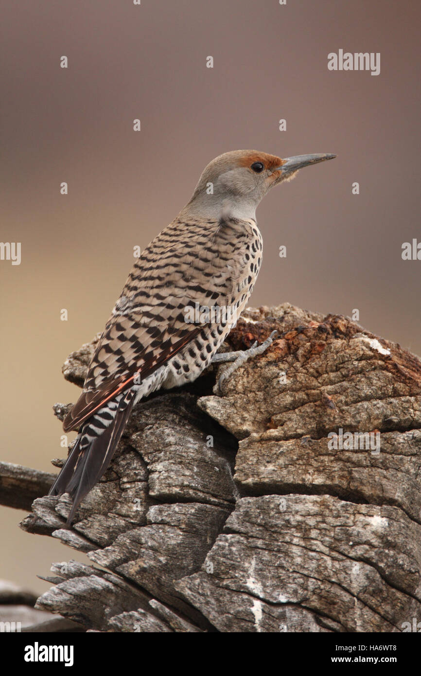 A photograph of an adult female Northern Flicker taken at Malheur ...