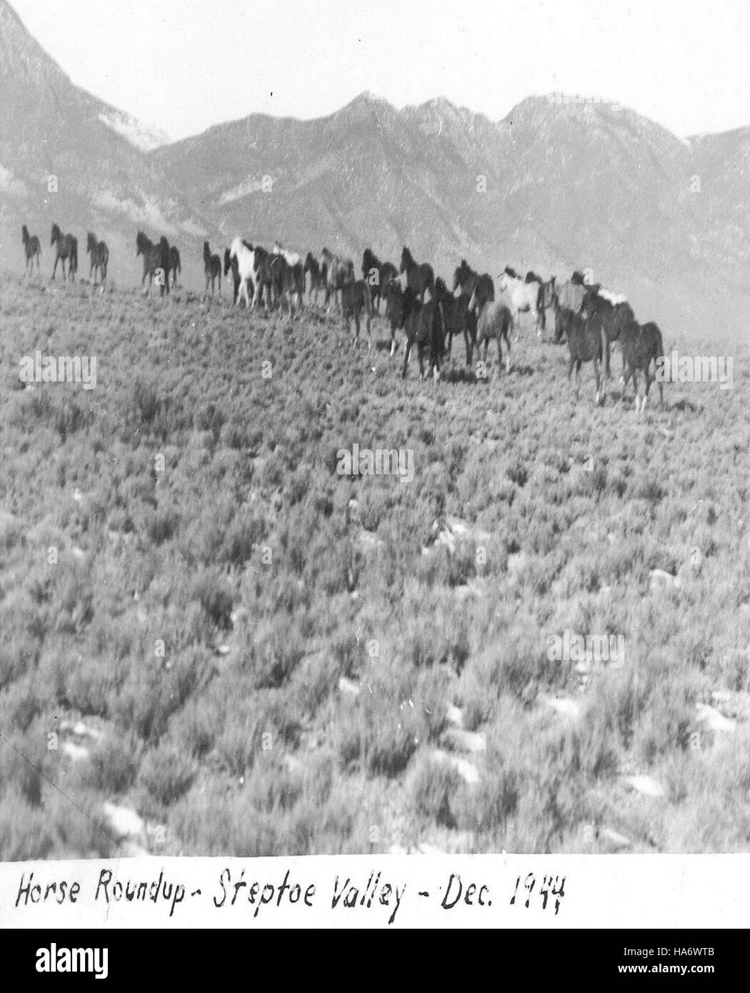The Steptoe Valley Horse Roundup, managed by the Bureau of Land ...
