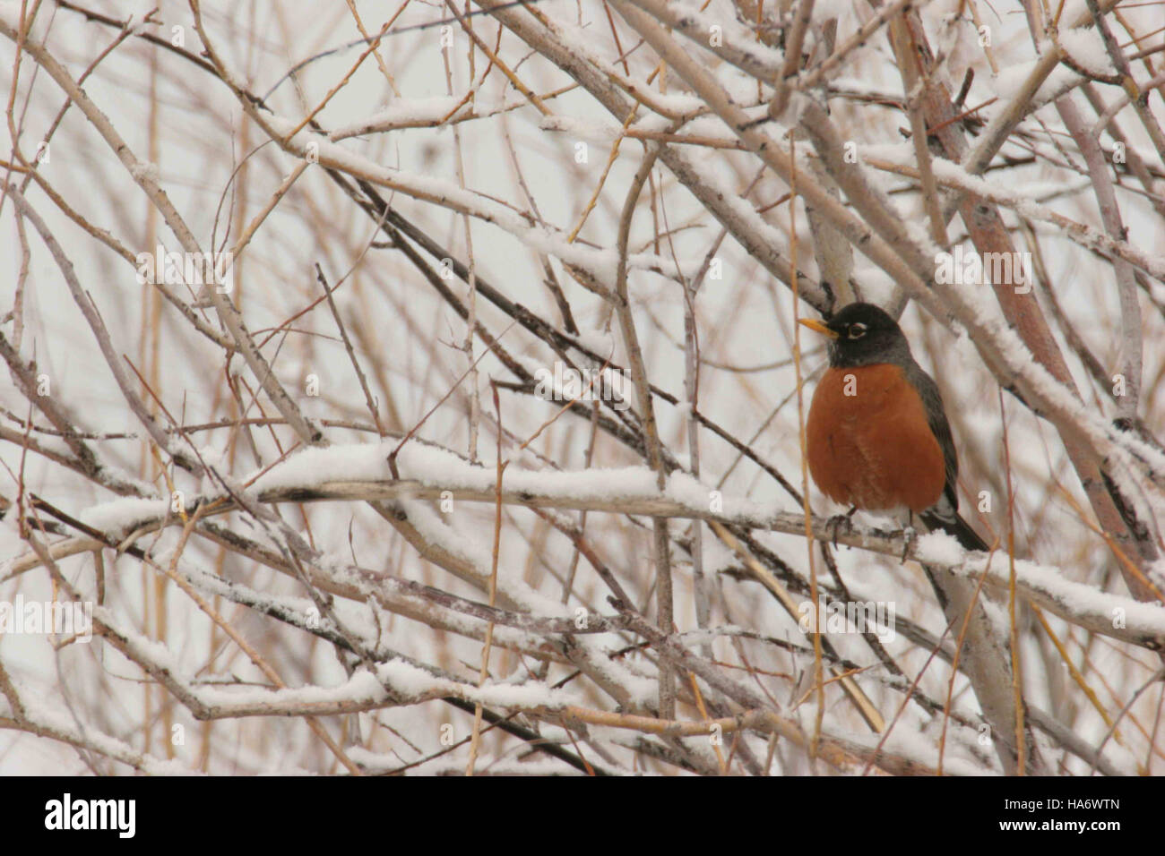 The American Robin, a common bird in North America, is a focus of ...