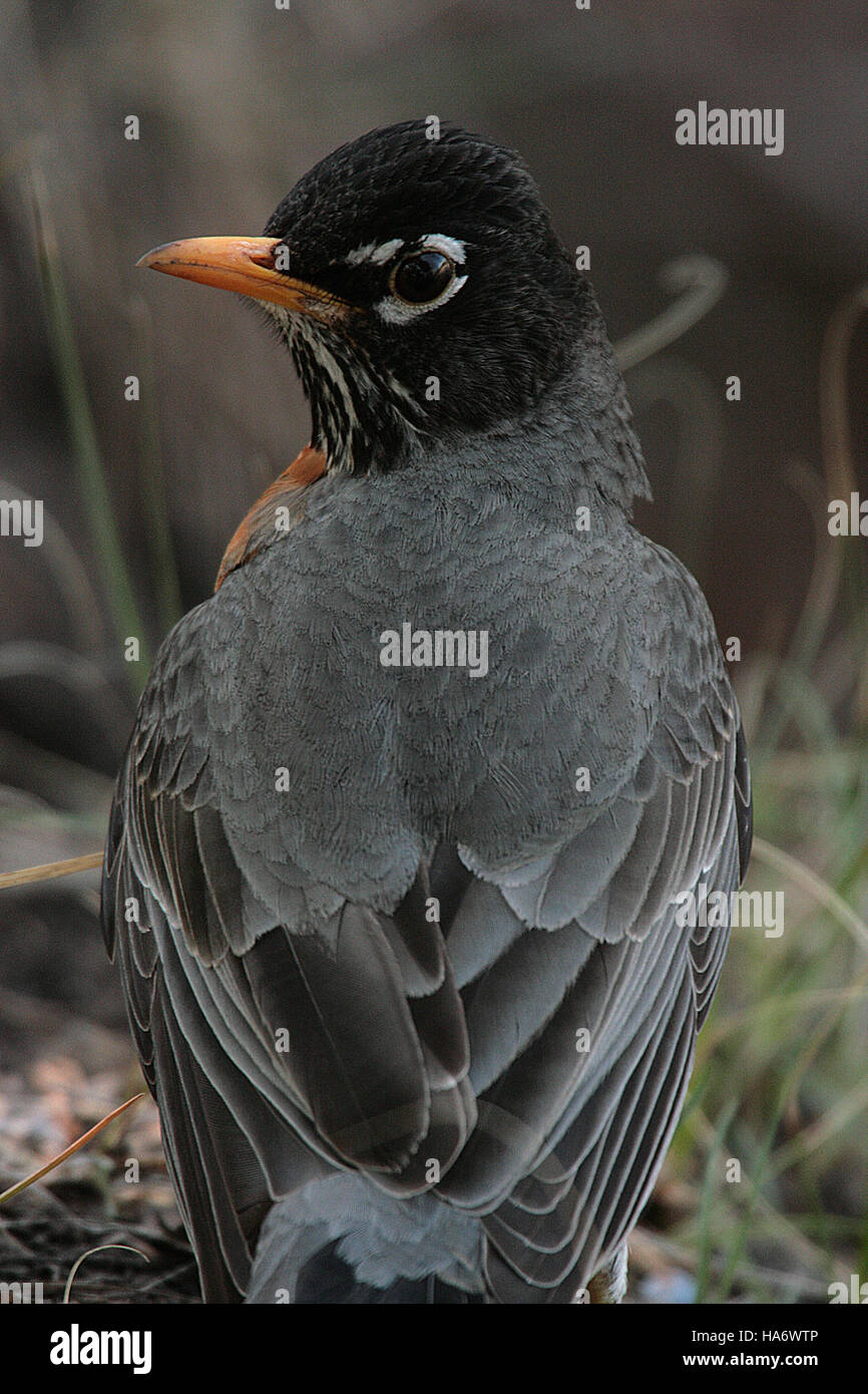 The American Robin, commonly found in Malheur National Wildlife Refuge ...