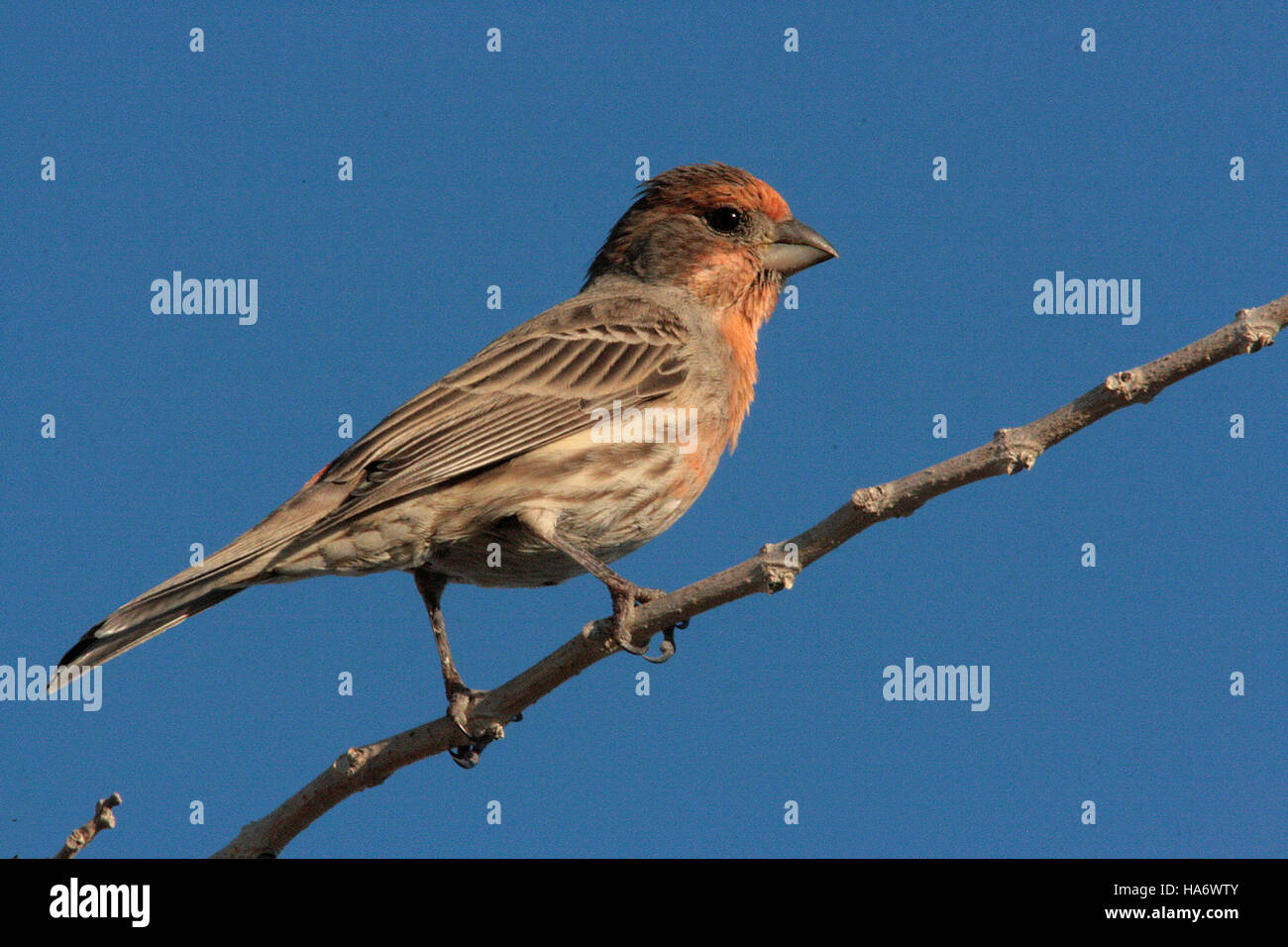 A House Finch observed at Malheur National Wildlife Refuge, an area ...