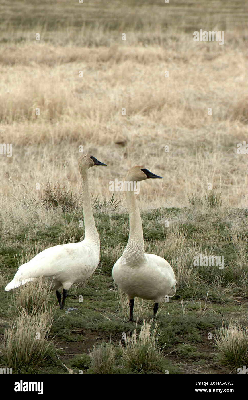 A group of Trumpeter Swans at Malheur National Wildlife Refuge, part of ...