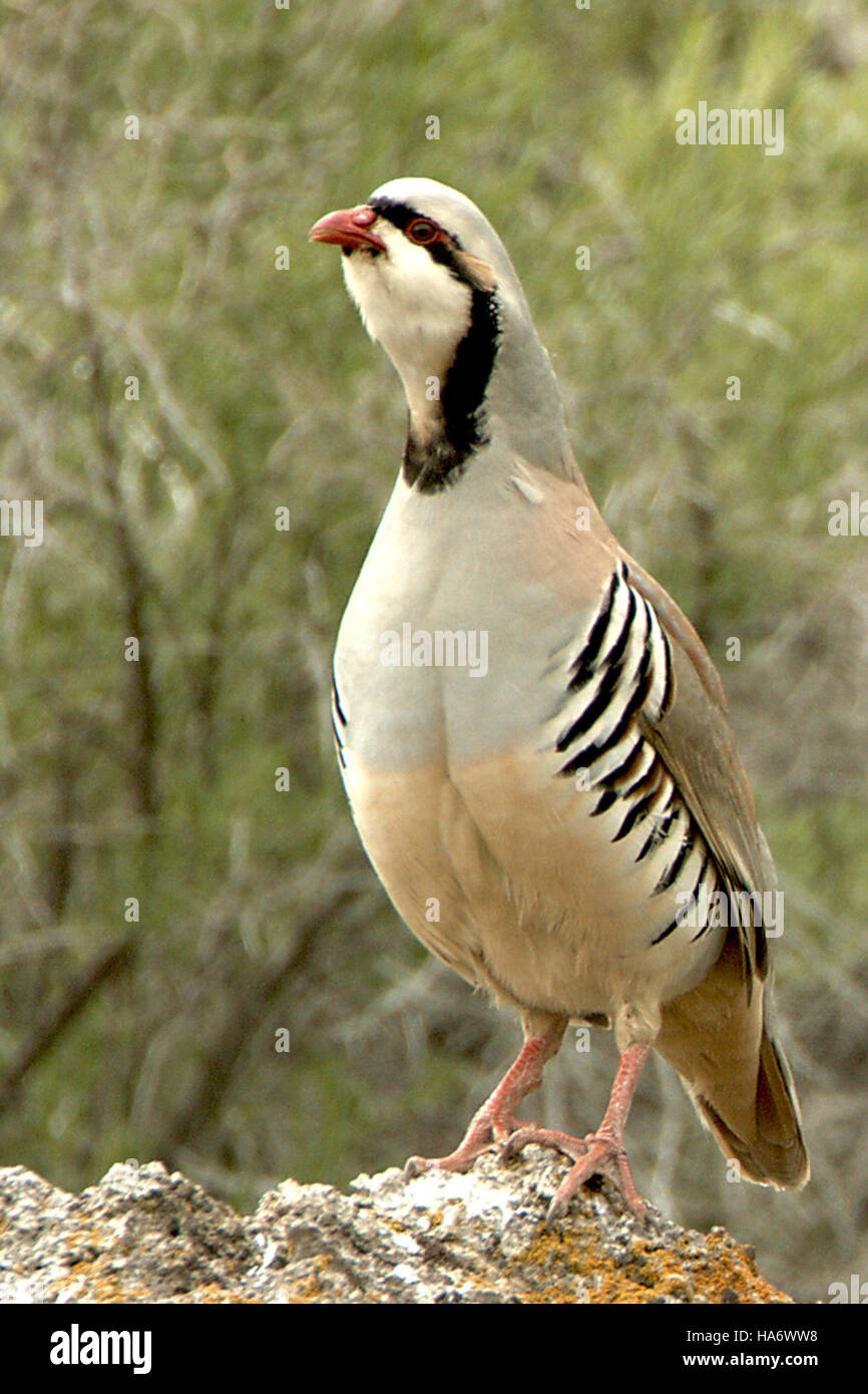 The Chukar, a small bird species, is seen at Malheur National Wildlife ...