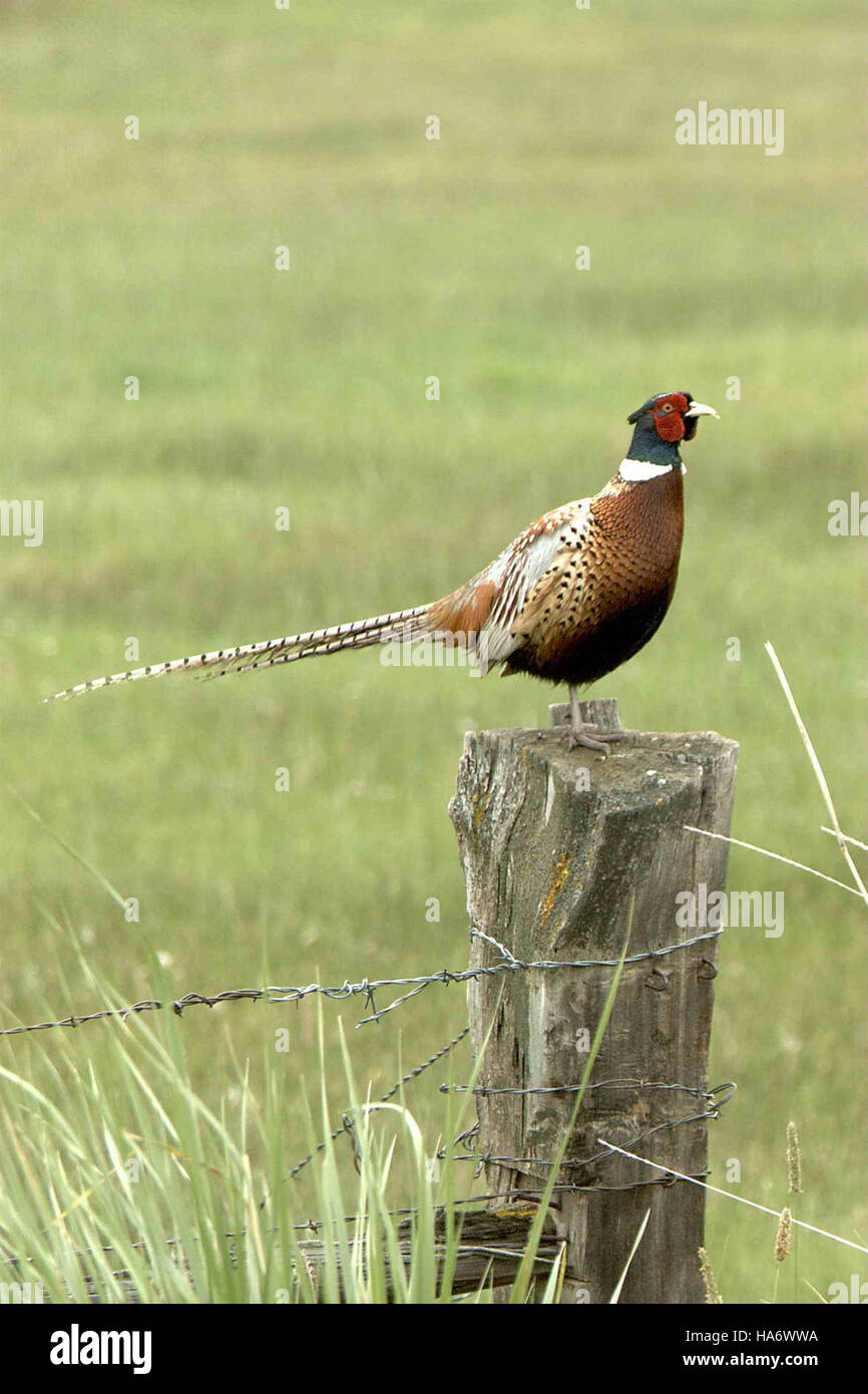 A Ring-necked Pheasant rooster at Malheur National Wildlife Refuge in ...