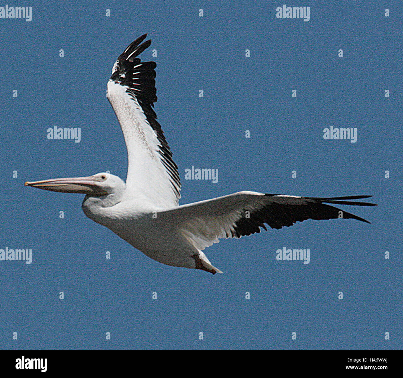The American White Pelican at Malheur National Wildlife Refuge ...