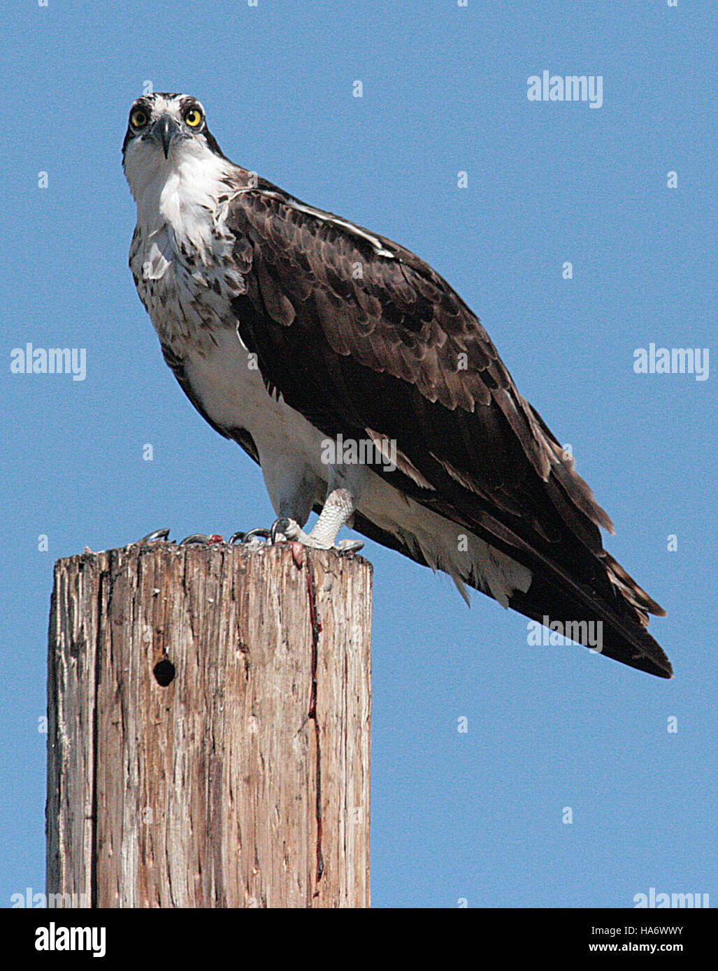An osprey, captured in flight, represents the rich biodiversity of ...