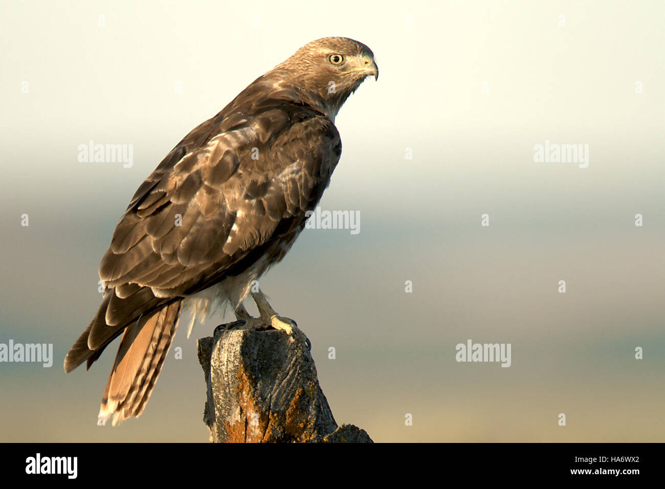 A Red-tailed Hawk is spotted at Malheur National Wildlife Refuge, a key ...