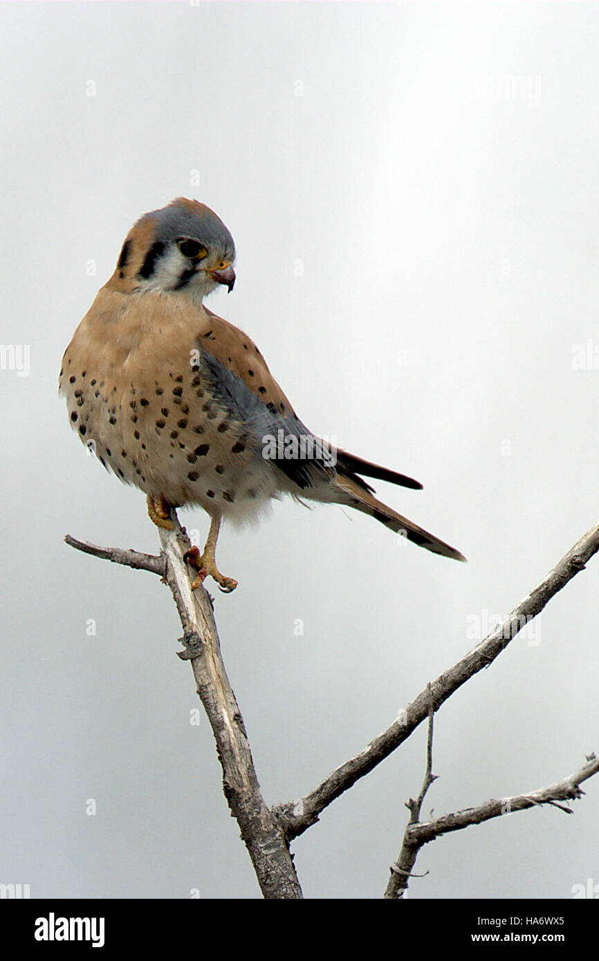 The American Kestrel, a small falcon species, is photographed in the ...