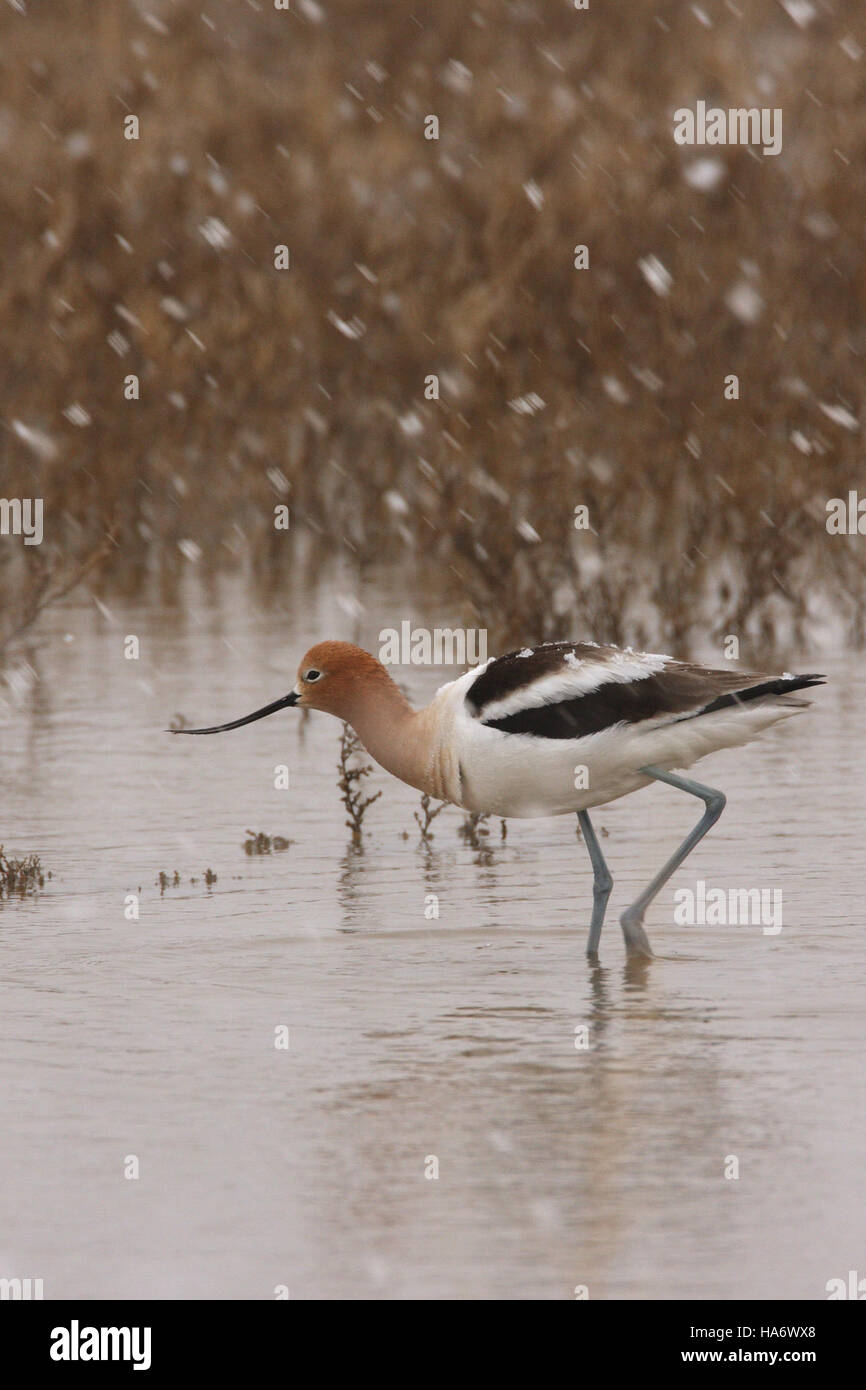 The American Avocet, a wader bird, is featured in this image from ...