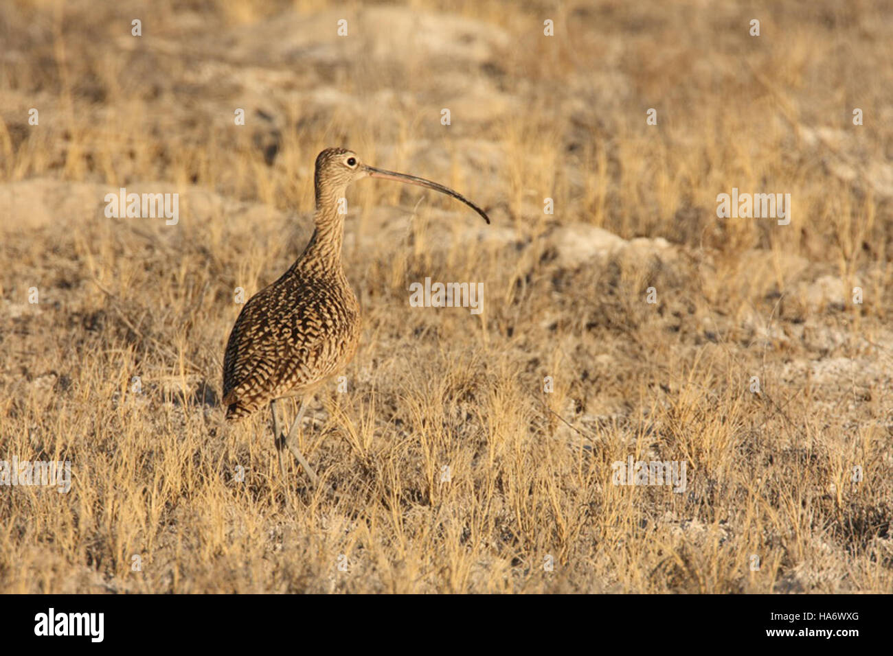 The Long-Billed Curlew, a migratory bird species, thrives in the ...