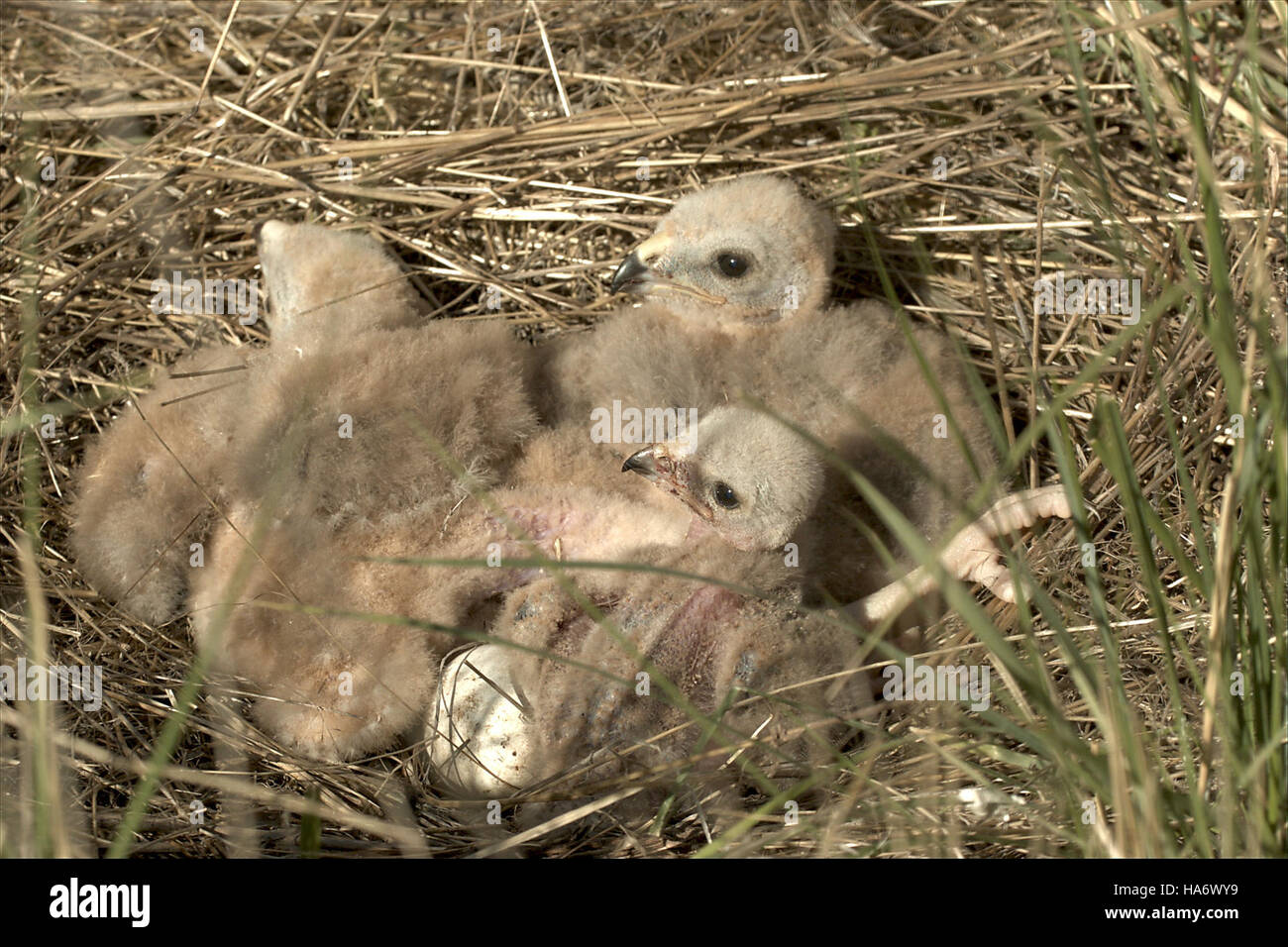 This image features Northern Harrier chicks at Malheur National ...